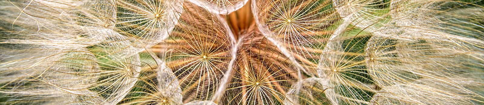 Our World is Rooted in Collective Intimacy - Thomas Huebl